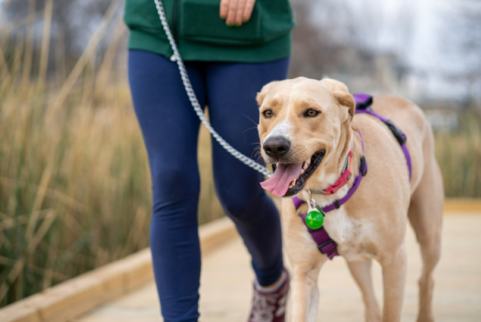 Conseils pour s’activer l’été - Ressources - FADOQ - La FADOQ est le ...