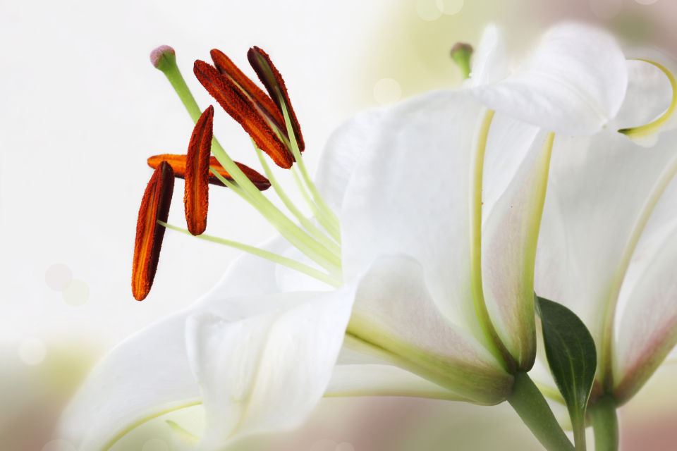 Conférence : Parler préarrangements funéraires - Loisirs et événements ...